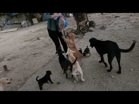 black gang hungry #viral #cuteanimal #funny #pets #streetdog #shorts #dog #funnycute