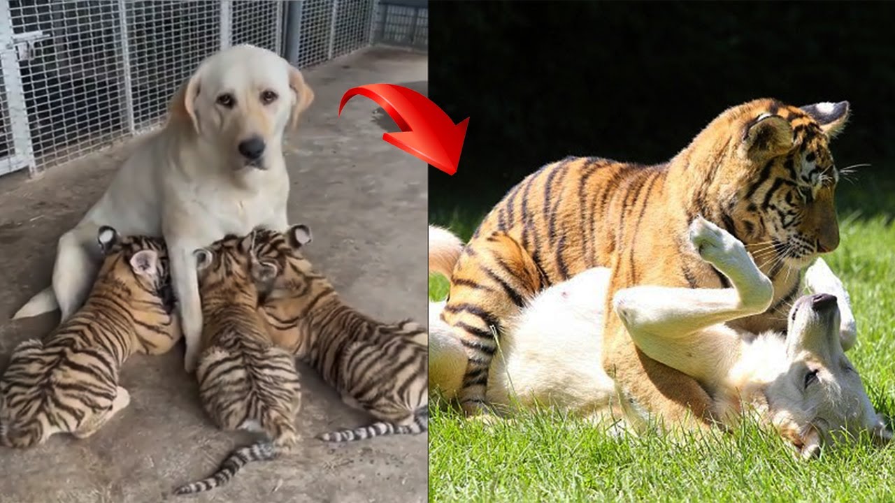 Dog Silently Raises 3 Tiger Cubs, but Years Later, Something Unexpected ...