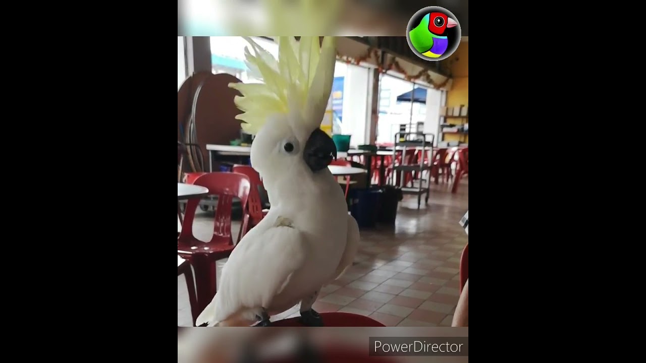 cockatoo dancing | cockatoo talking | cockatoo singing | cockatoo | cocatoo funny dance | shorts ...