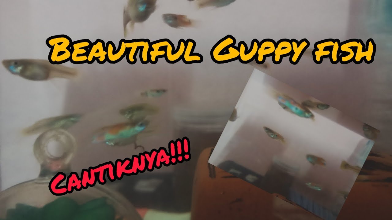 Beautiful Guppy fish with calm music-ikan gapi tercantik - YouTube