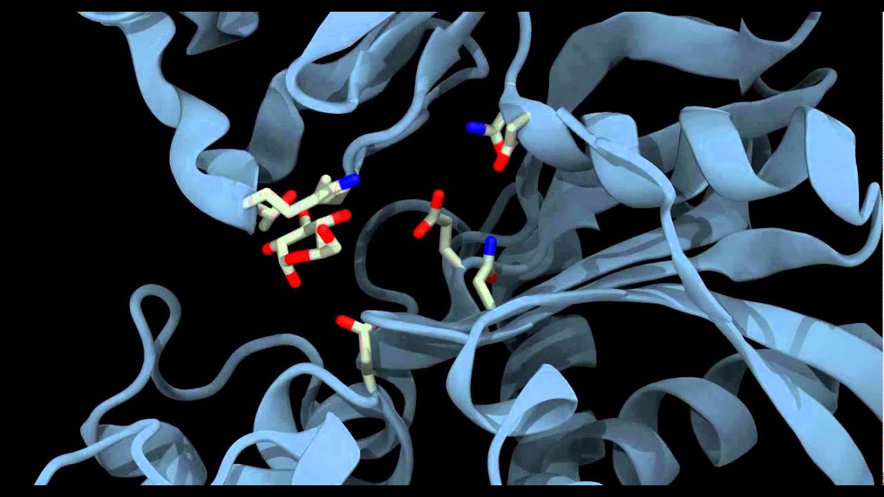 Glucokinase conformational change and binding - YouTube