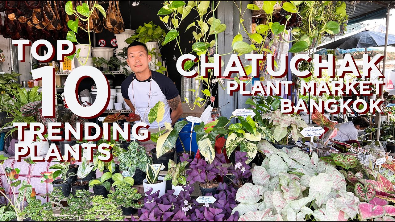 10 Trending Plants | Chatuchak Plant Market Bangkok Thailand - YouTube