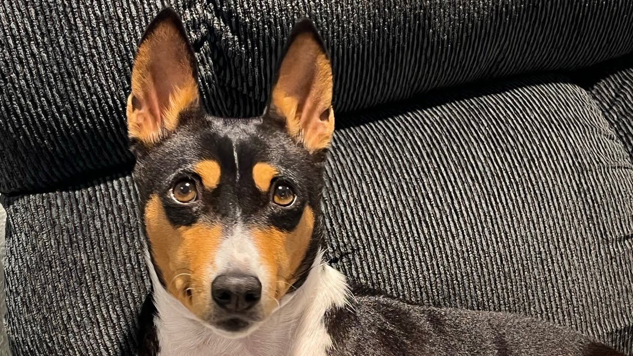 Some beautiful Basenji faces to brighten your day - YouTube