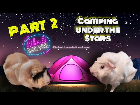 Guinea Pigs Camping Under the Stars PART 2 #guineapigfun - YouTube