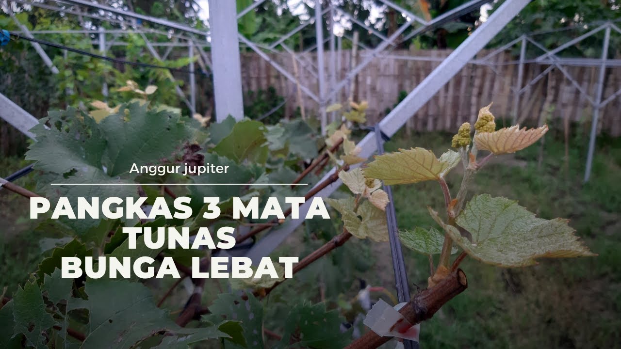 12 hsp pruning anggur jupiter - YouTube