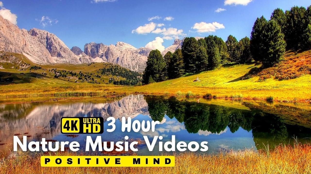 🌳 Nature Therapy: 4K Relaxing Full Motion Forestry with Natural Sounds ...