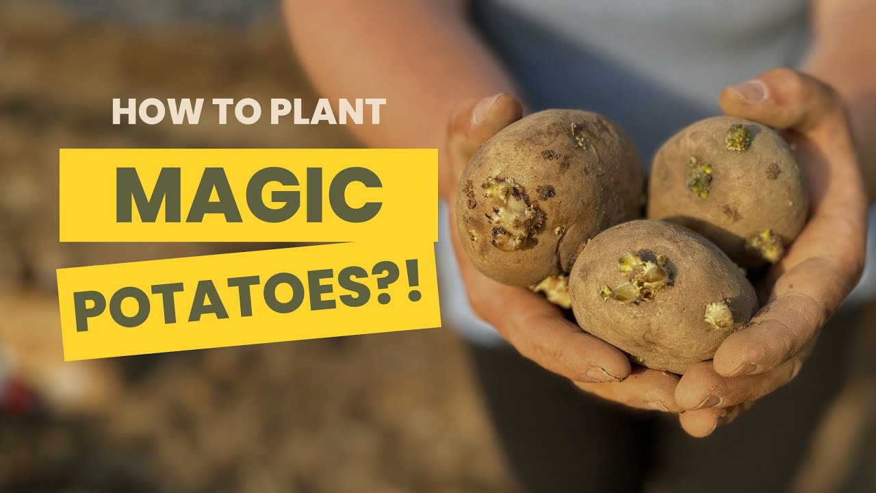 Lunar Potato Planting (...on a new moon, during a solar eclipse ...