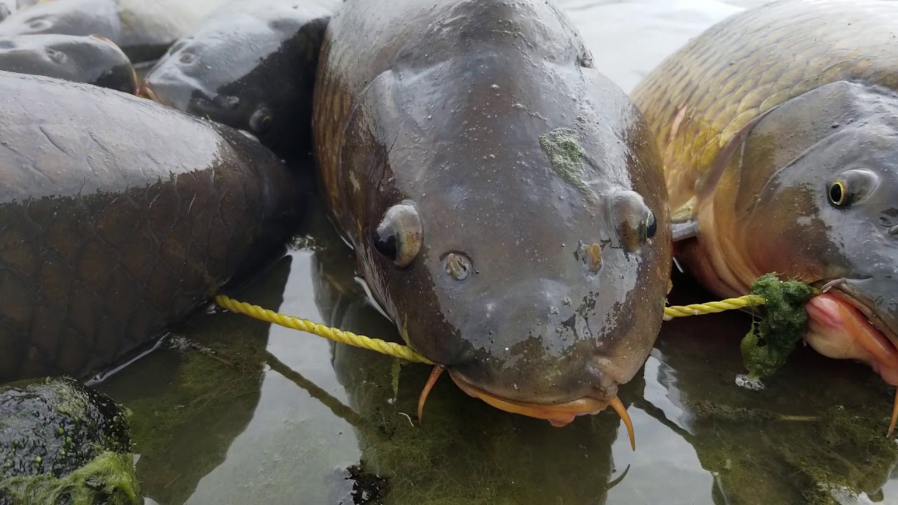 Ribalka 2019 august - YouTube