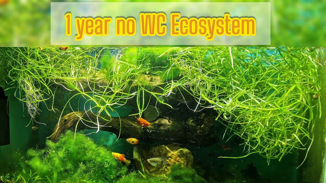 No Water Change Platy / Shrimps Ecosystem 🌅🌴 - YouTube