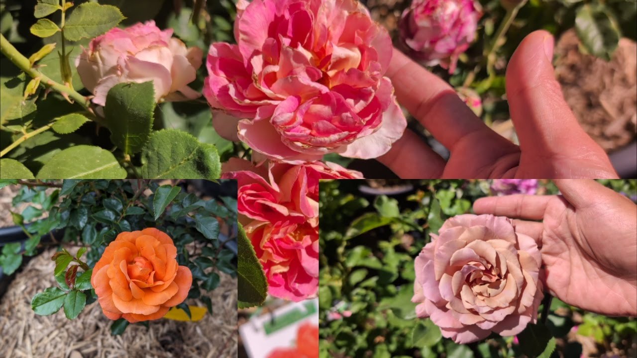 Raspberry Tiger, La Jago, Phoenix, new Papa Meiland, Ashram ...