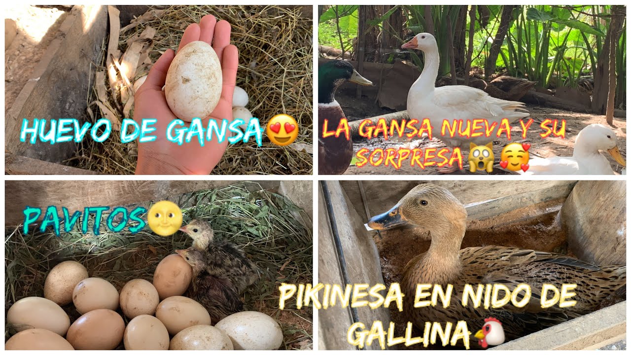 Muchas bunas noticias😎🐣🥚los huevos de pavo empienza a nacer🙀😍la gansa ...