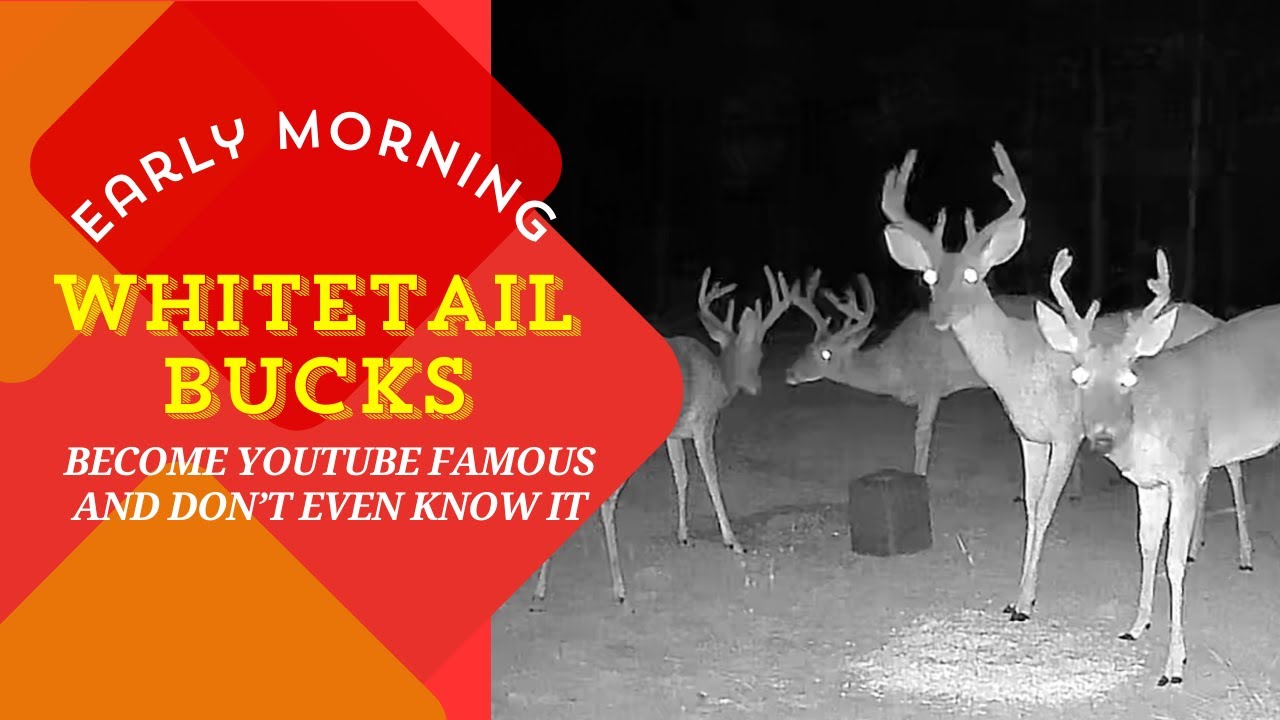 Early Morning Whitetail Bucks At The Deer Feeder Trail Camera #deer # ...