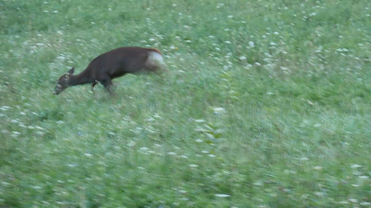 Bryanna's First Doe - YouTube