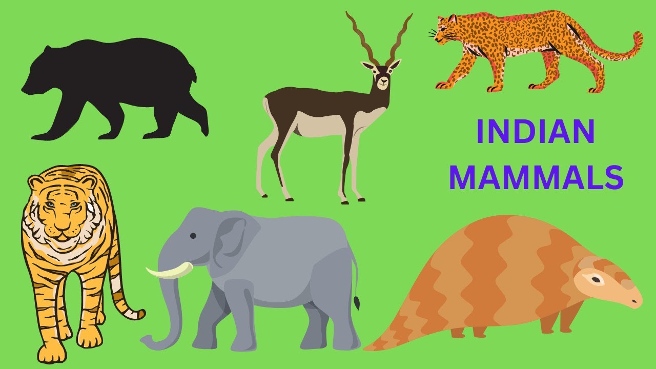 Indian - Mammals - Animals - Animals for kids /Animal Names Elephant ...