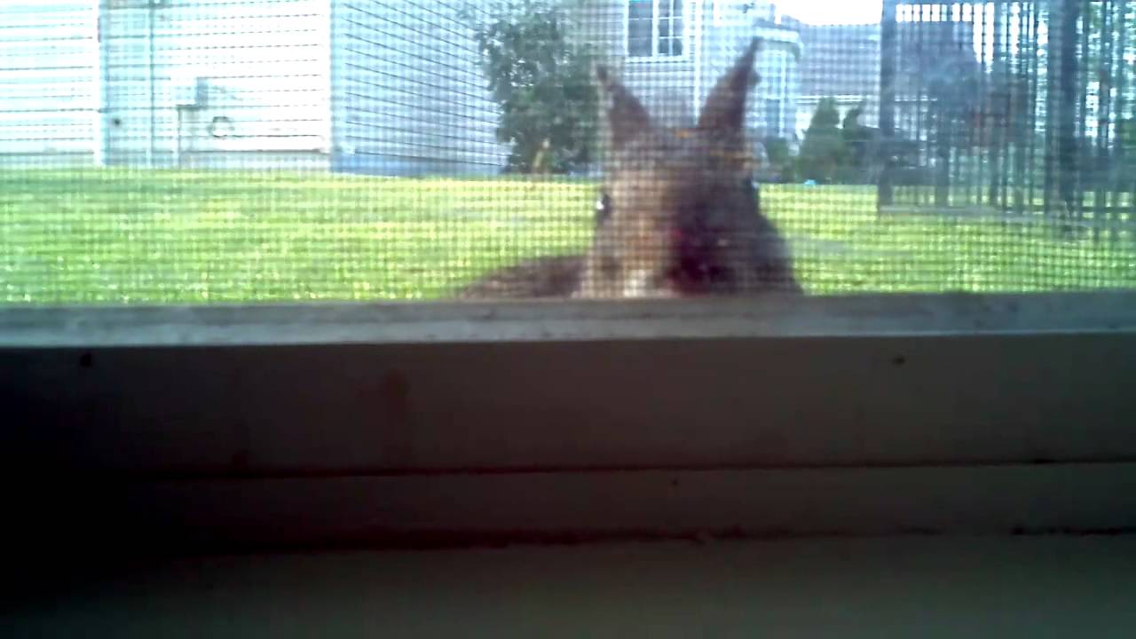 WTF Files Random Rabbit - YouTube