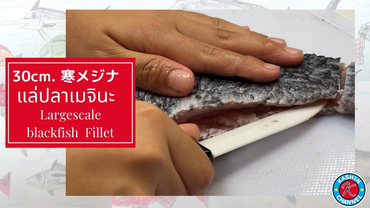 30cm. Largescale blackfish Fillet แล่ปลา | Kashin Channel - YouTube