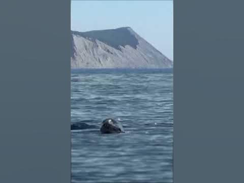 Гигантские морские змеи😲 существуют. Съемка с камеры туристов - YouTube