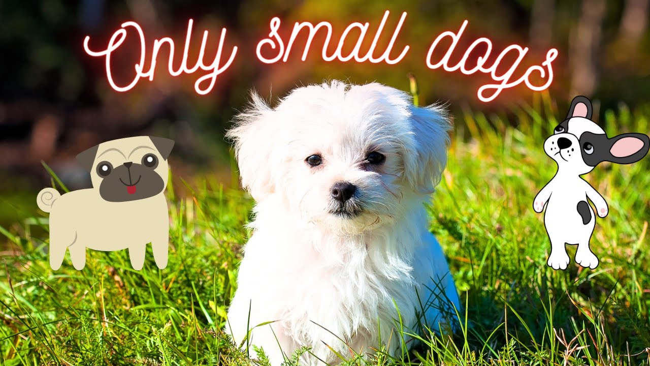 Charming Small Dogs 🐶 : Lively Frolic 🎉 - YouTube