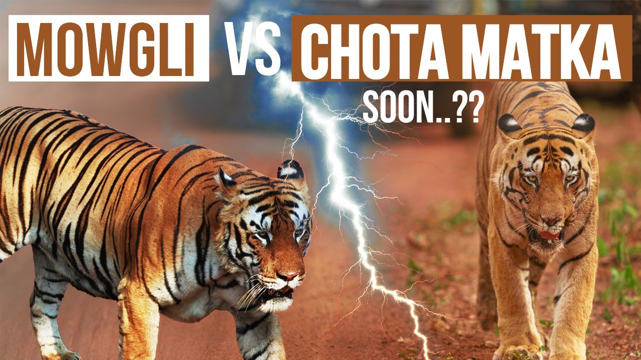 Mowgli Vs Chota Matka Soon? Tadoba's Tiger War - is Chota Matka ready ...