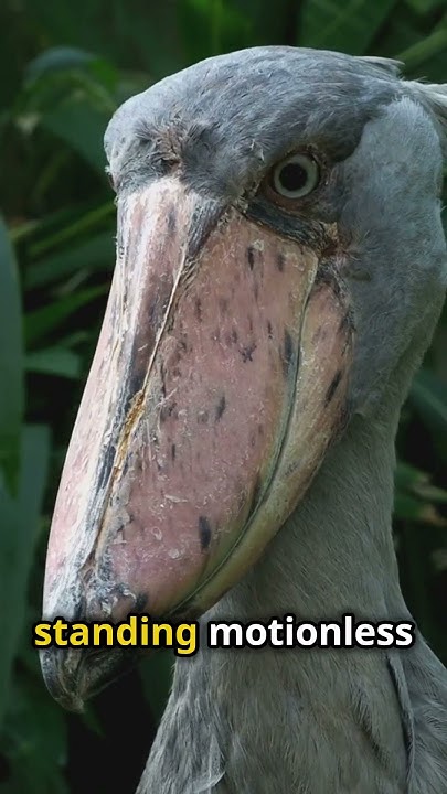Beautiful Animals - Meet the Prehistoric Shoebill Stork! # ...