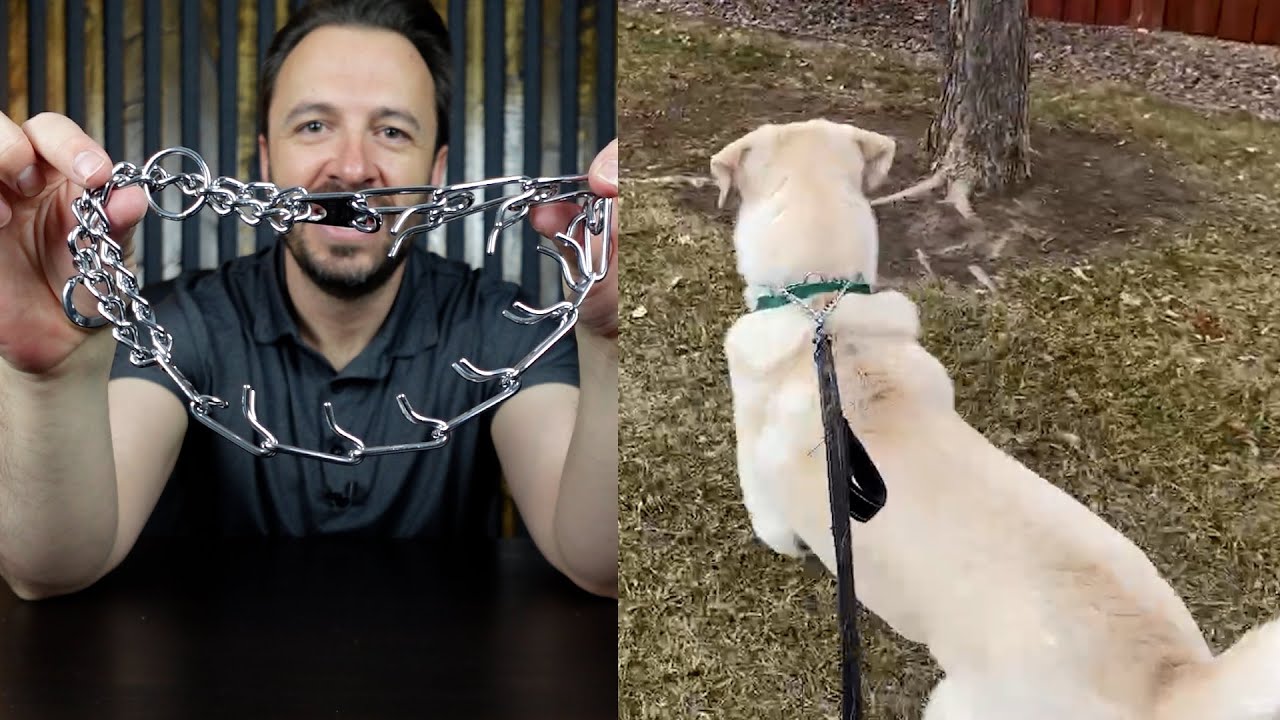 Sprenger Dog Prong Collar Review - YouTube