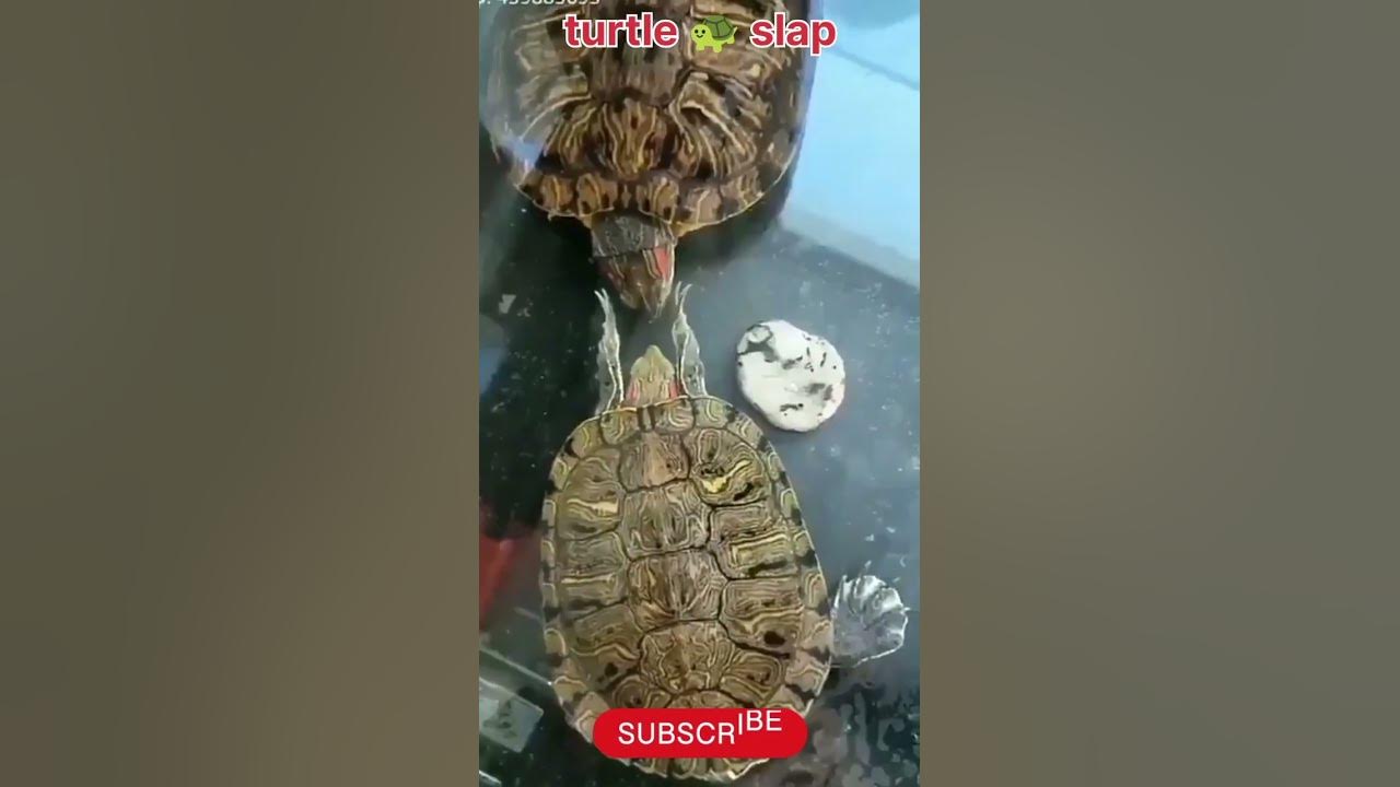 turtle 🐢 slap,# turtle slapping another turtle#trynottolaugh#funny # ...