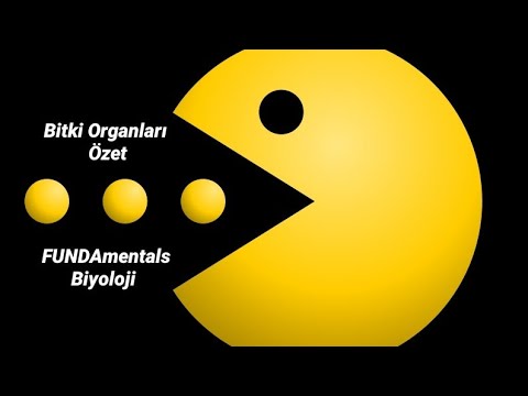 Bitki Organları Özet