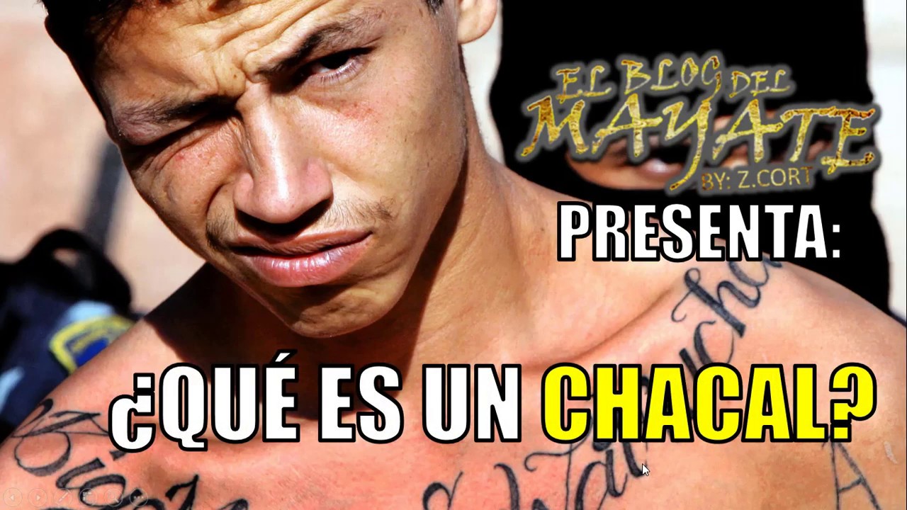 ¿QUÉ ES UN CHACAL? - YouTube