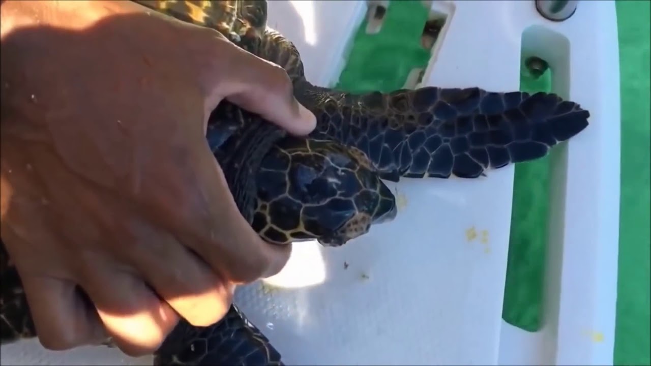 y2mate com retirando percebes ectoparasitos de tortugas marinas que son ...