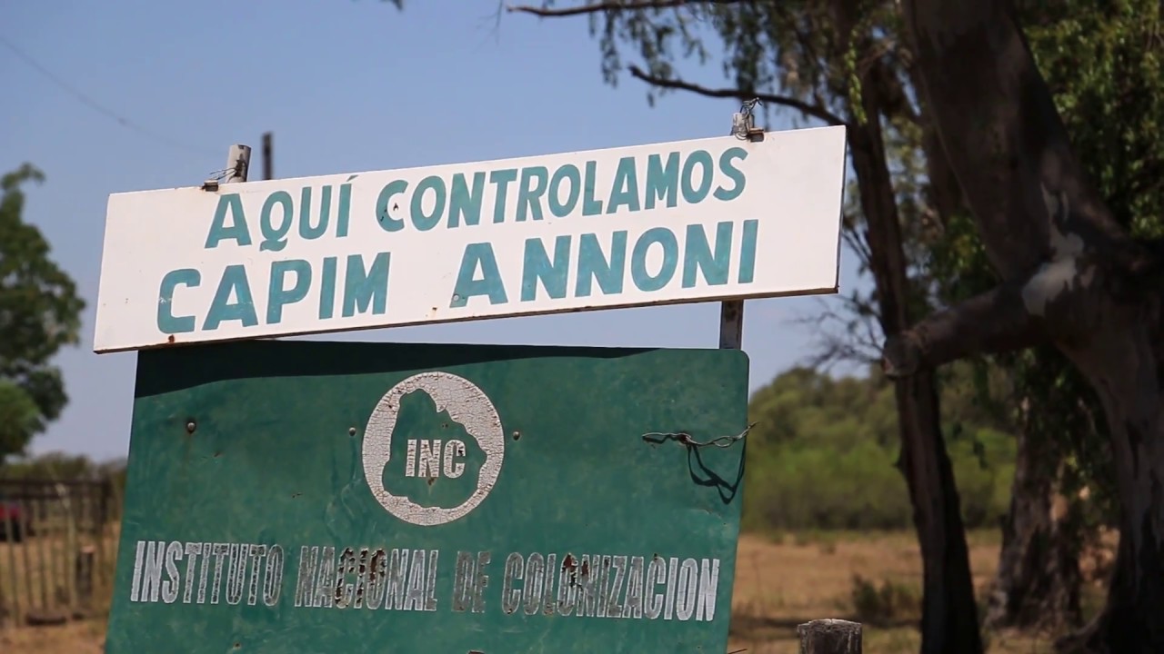 Características, reconocimiento y control de Capim Annoni - YouTube