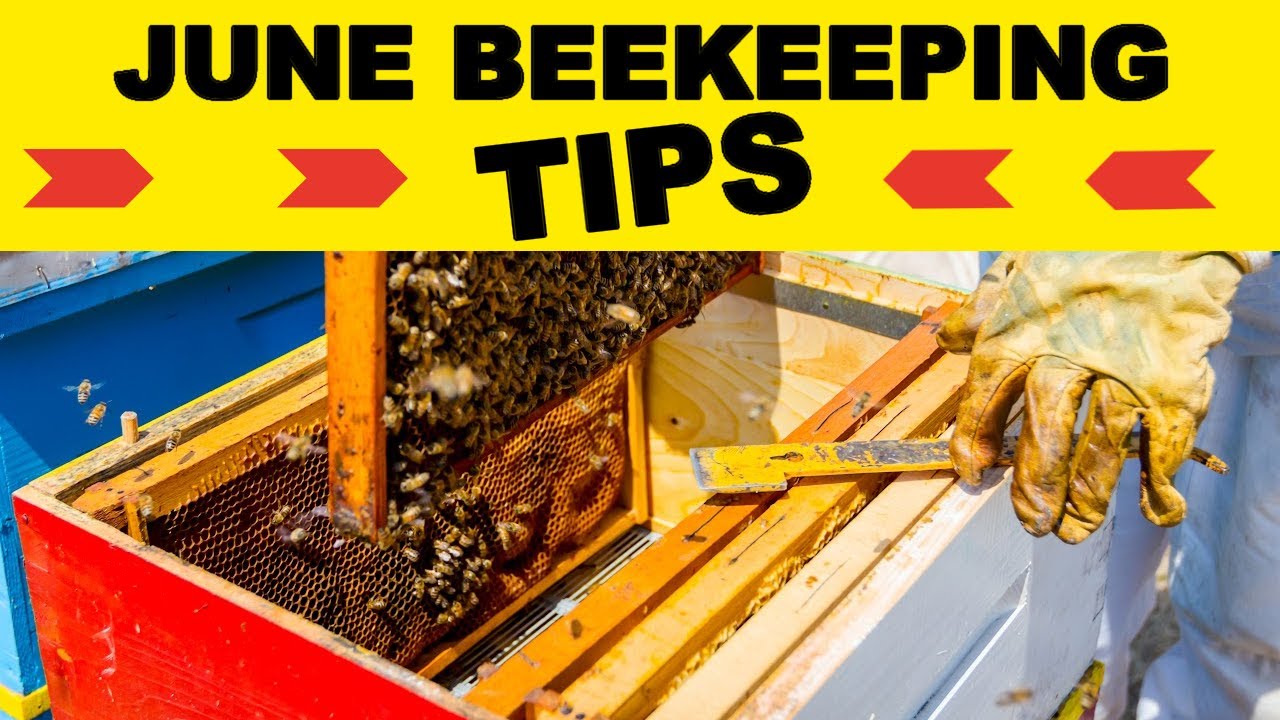 Beekeeping: June Beekeeping Tips - YouTube