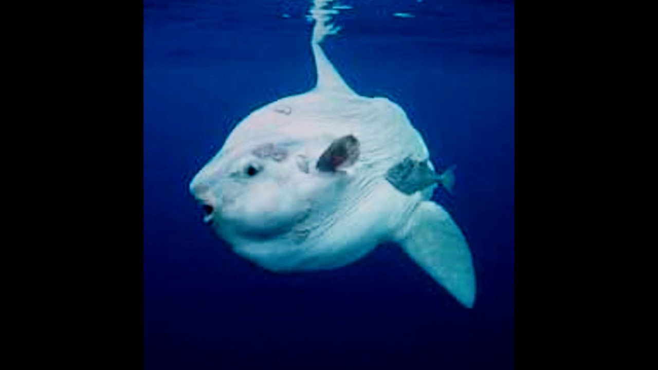 f@k the ocean sunfish rant - YouTube