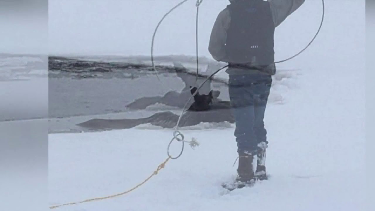 Firefighters try to save stranded moose near Lincoln - YouTube