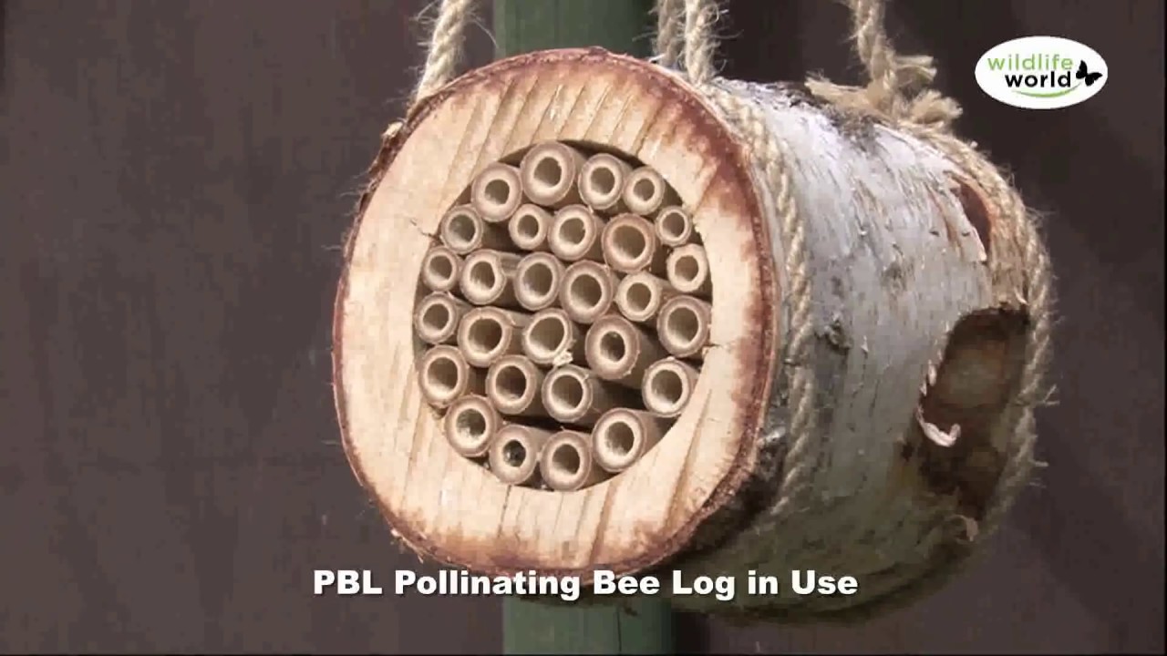 The Wildlife World Pollinating Bee Log Product in Use Video - YouTube