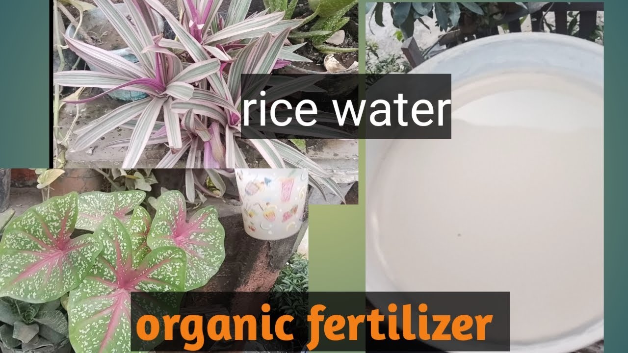 Rice Water Plants Fertilizer Ja TV - YouTube