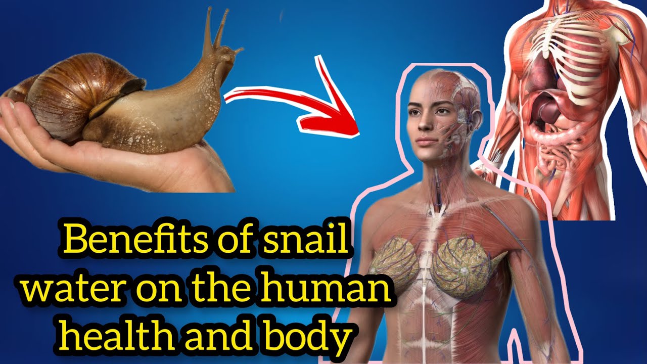 BENEFITS OF SNAIL WATER TO HUMAN HEALTH AND BODY #health - YouTube