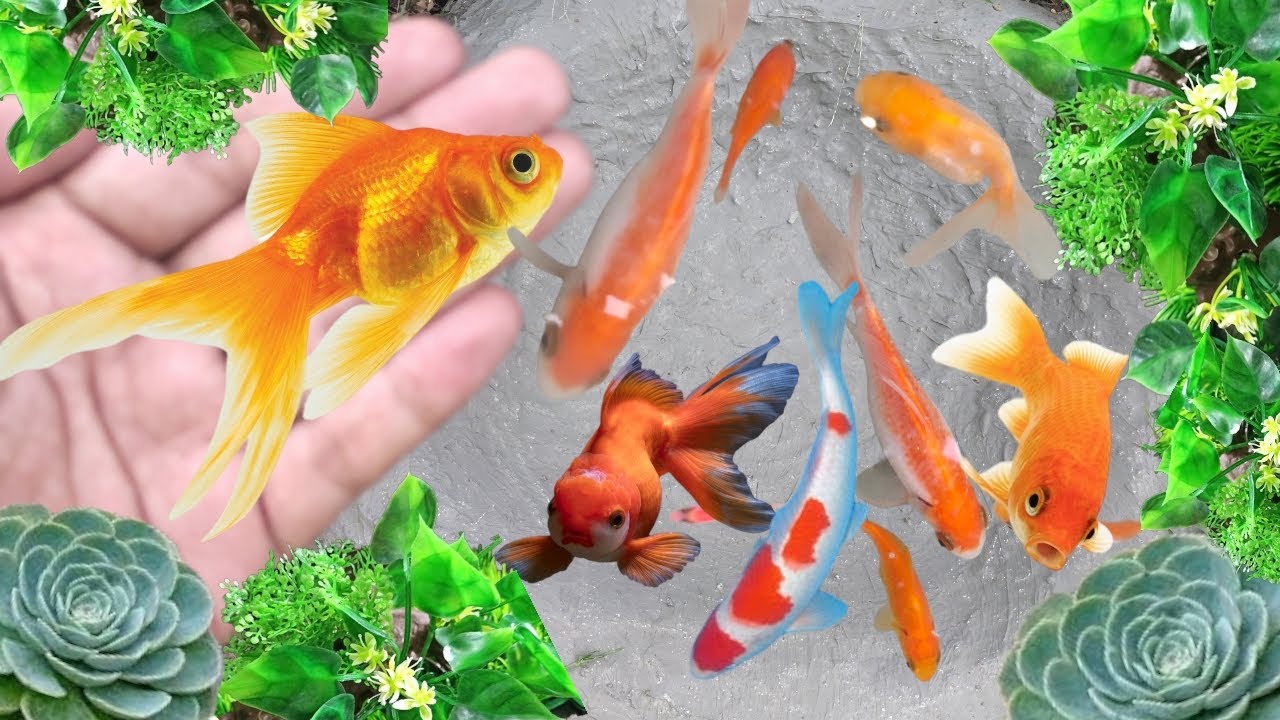 catch colorful ornamental fish, koi icons, glofish, ornamental goldfish ...