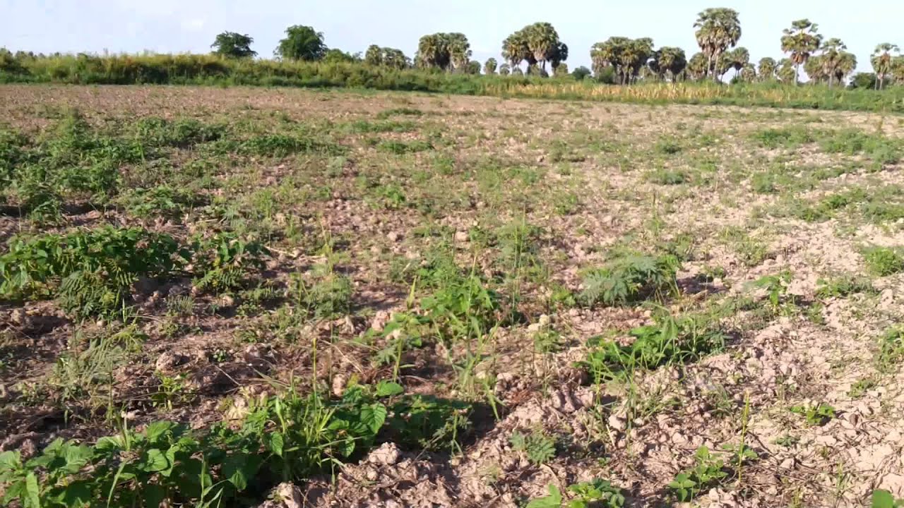 Sesame planting in Cambodia - YouTube