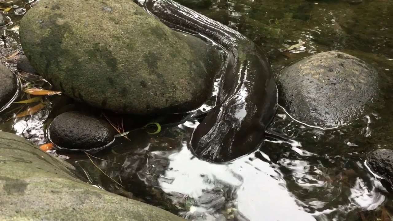 Massive Longfin Eel Feeding - YouTube