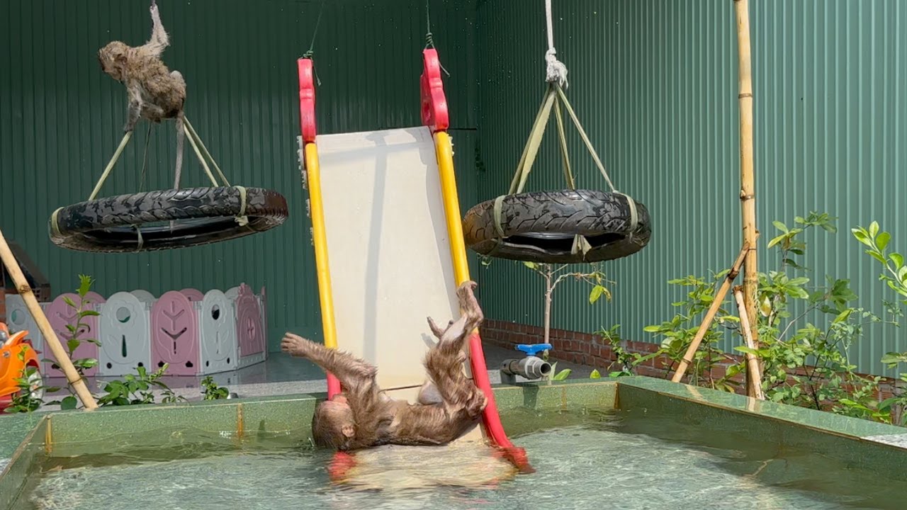 Monkey falling down the slide is so cute - YouTube