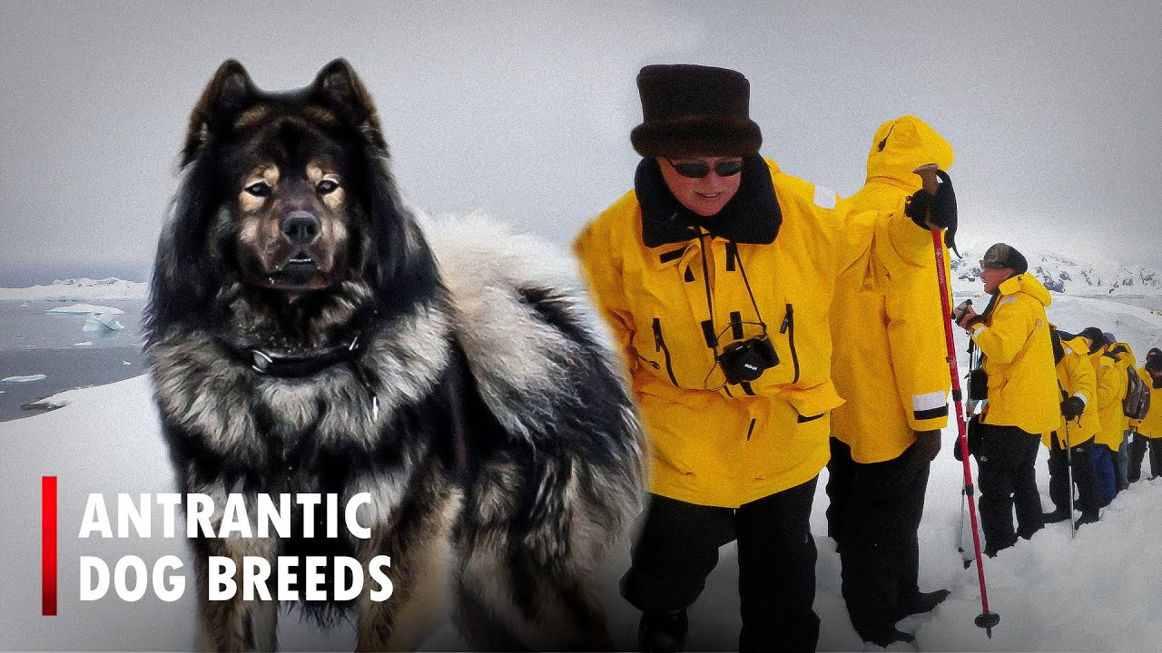 Top 10 Dogs That Can Accompany In Antarctica - YouTube