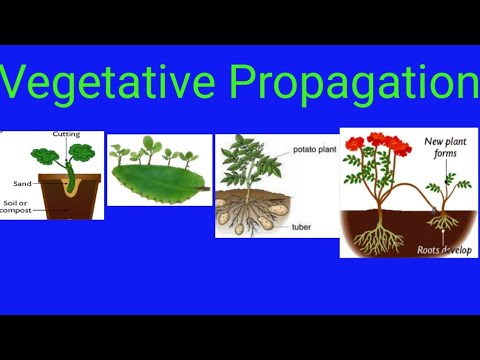 Full Explanation of Vegetative Propagation - YouTube