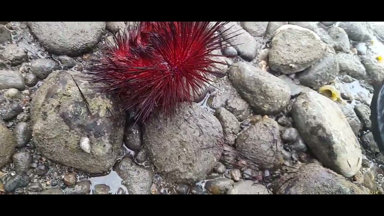 we found a giant tuyom 😱 - YouTube