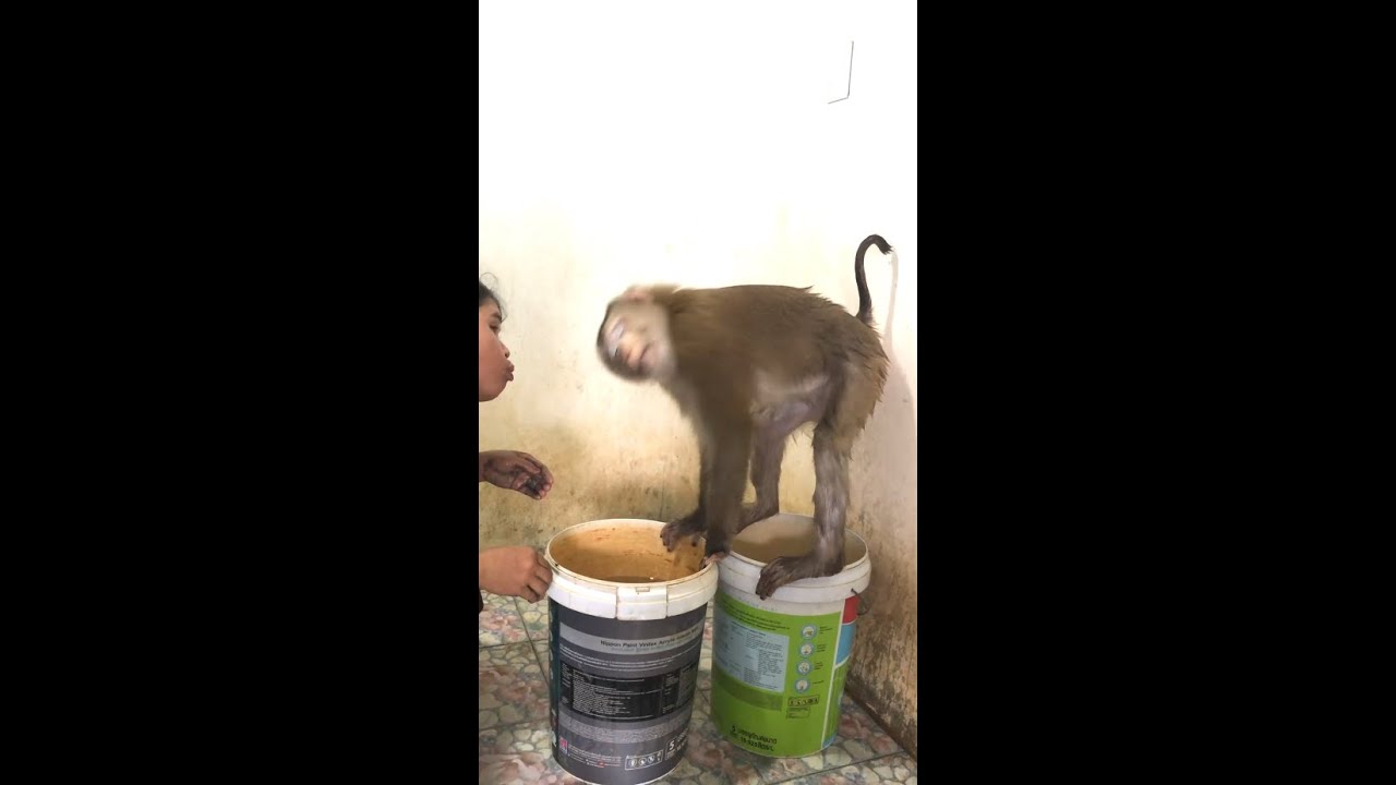 Monkey's Bucket Challenge Goes Hilariously Wrong! - YouTube