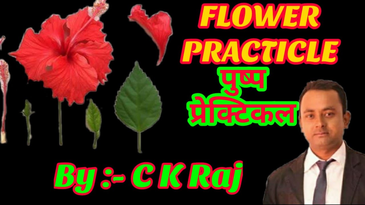 Chapter - 2 (🌺 flower Practicle) Sexual Reproduction In Flowering plant ...