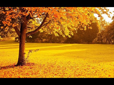 Ağır - Taner ÇAYLAK (şiir) (bir gül, enstrümantal fon müziği eşliğinde)