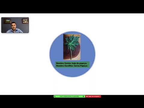 Tipos de Hojas (BOTANICA) Grupo 4