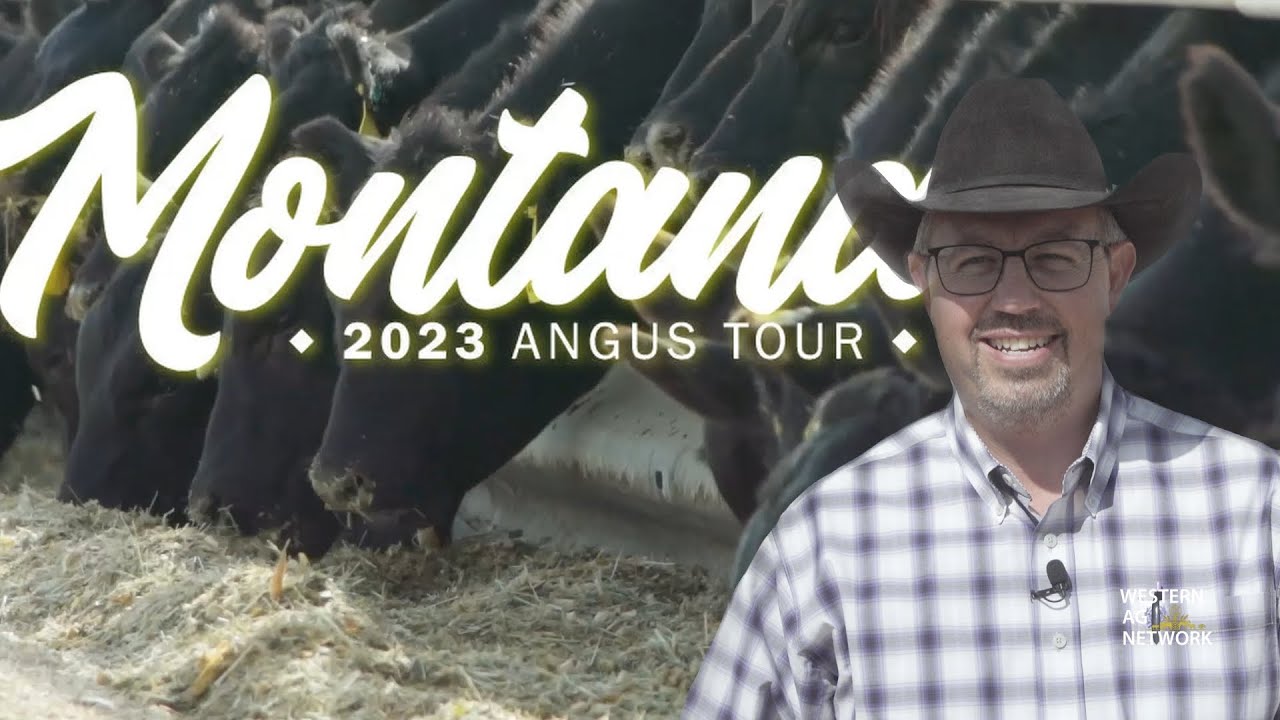 Montana Angus Tour Celebrates 50 Years - YouTube
