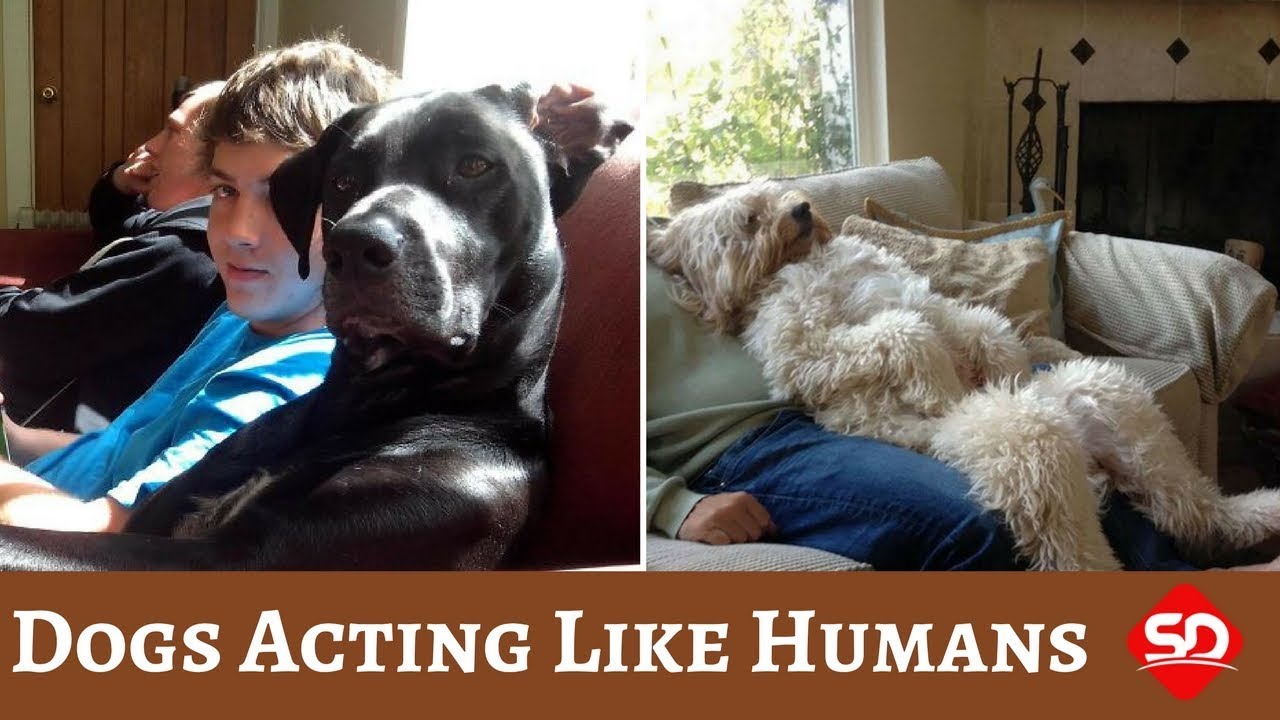 Hilarious Pics Of Dogs Acting Like Humans - YouTube