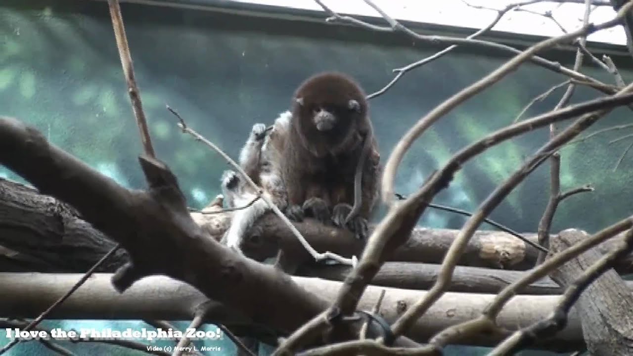 Philadelphia Zoo Titi Monkey Older Baby Trying to Get Attention - YouTube